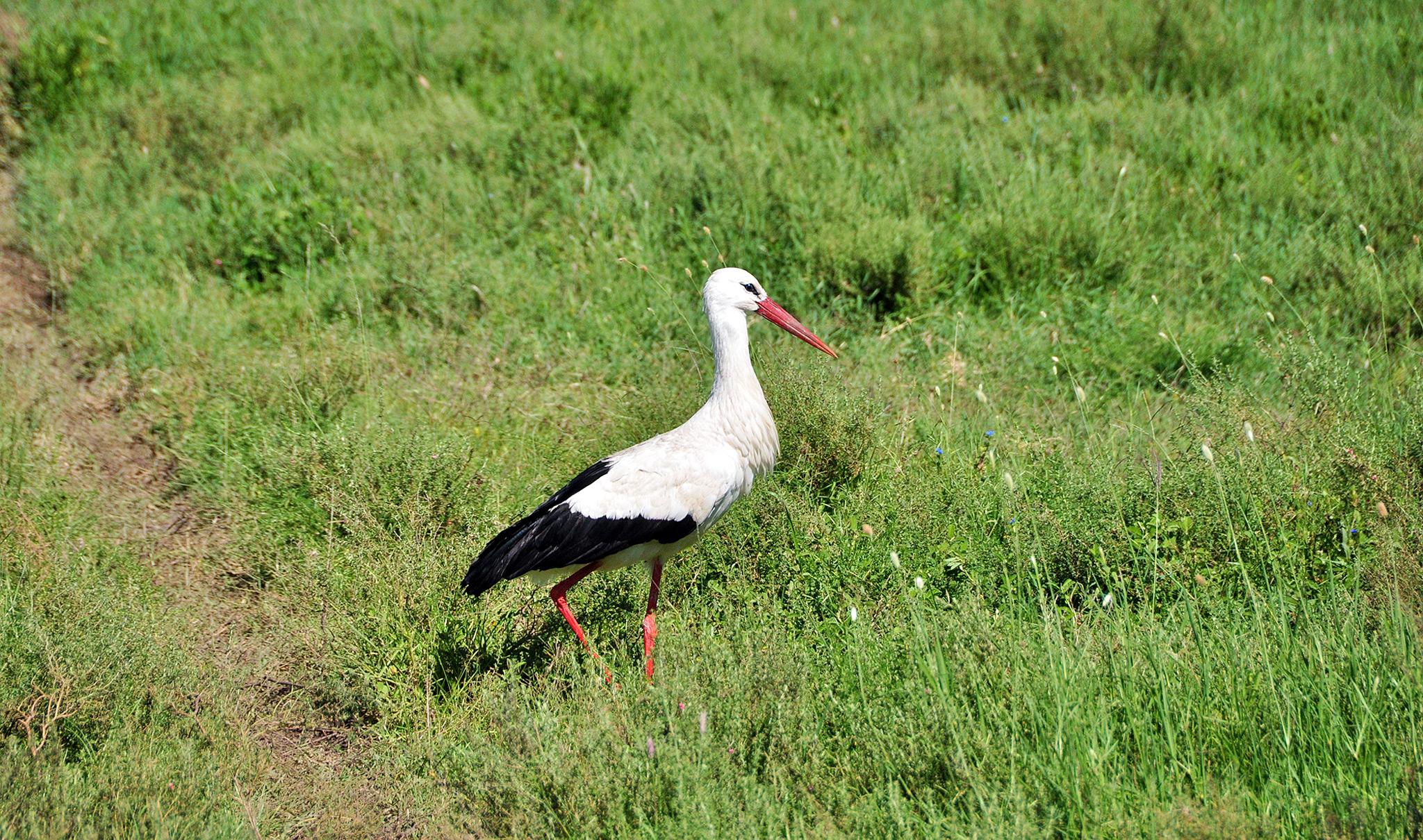 White storks - visitors from Europe | Tanzania-Experience