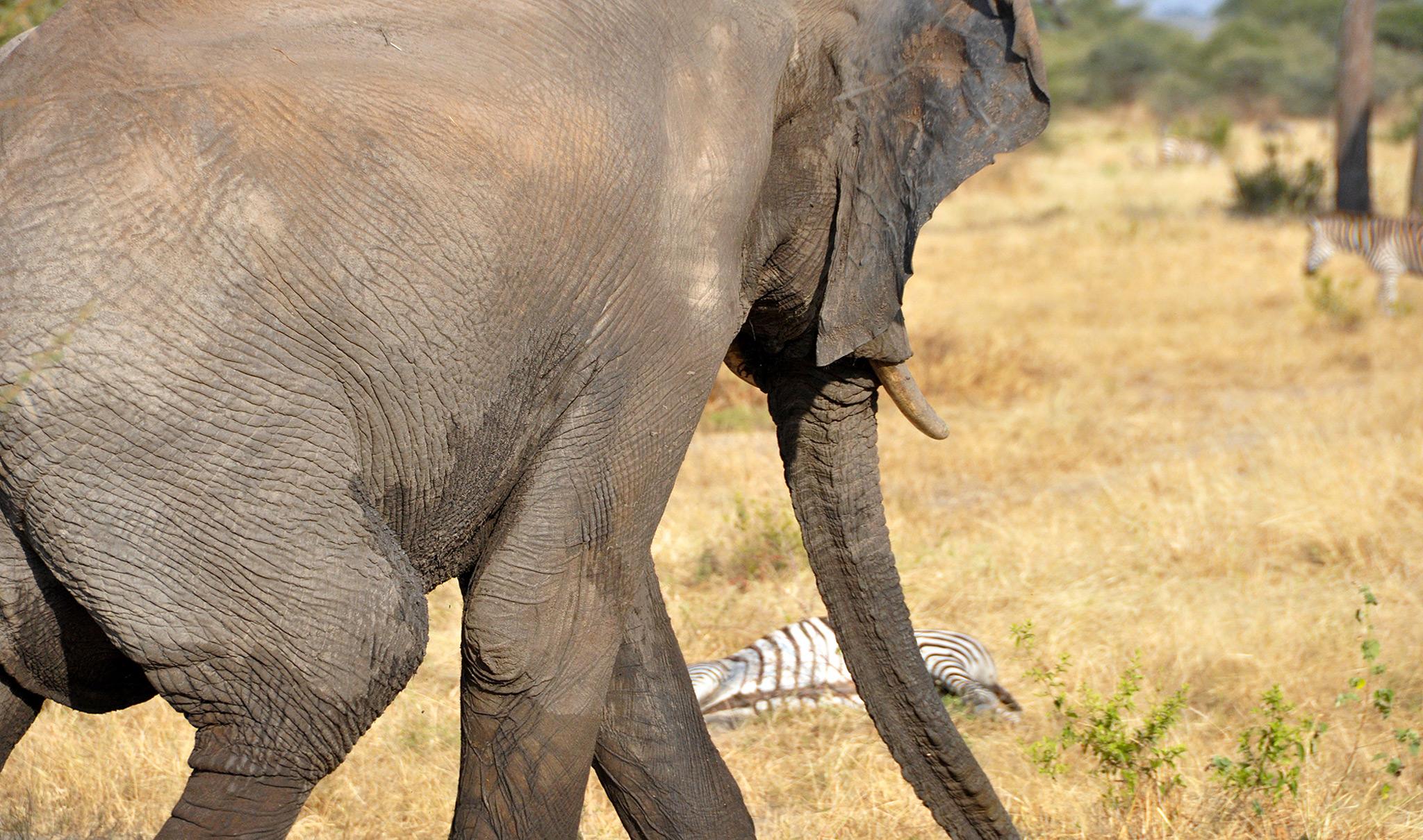 A herd of elephants and the dying zebra | Tanzania-Experience