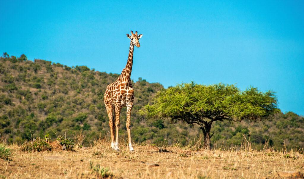 Giraffes – elegant giants in the savannah | Tanzania-Experience