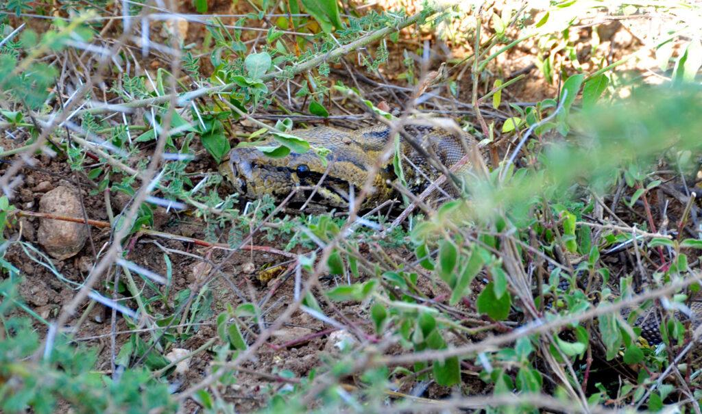 An encounter with an African rock python | Tanzania-Experience