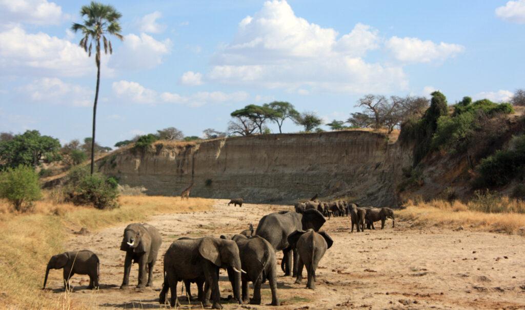 The sand-drinking elephants of Tarangire National Park | Tanzania ...