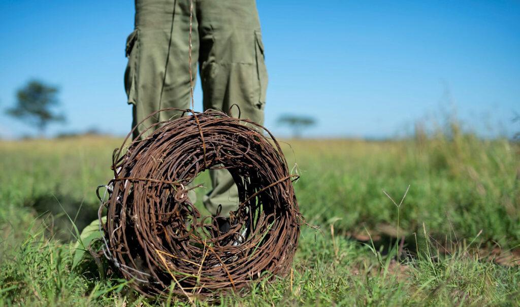 Why Tanzania-Experience supports the Serengeti De-Snaring Project ...