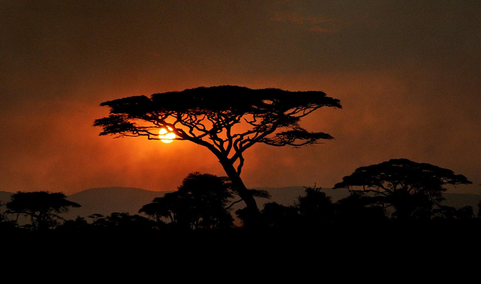 What are the most common trees in the Serengeti: 6 Serengeti trees you ...