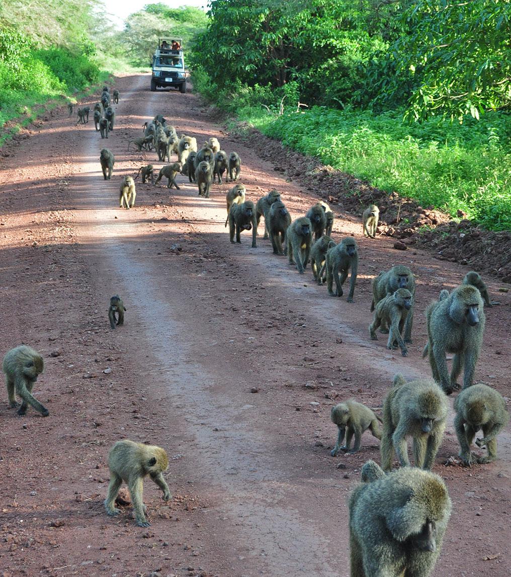 Lake Manyara National Park in Tanzania: Safaris & Travel Guide