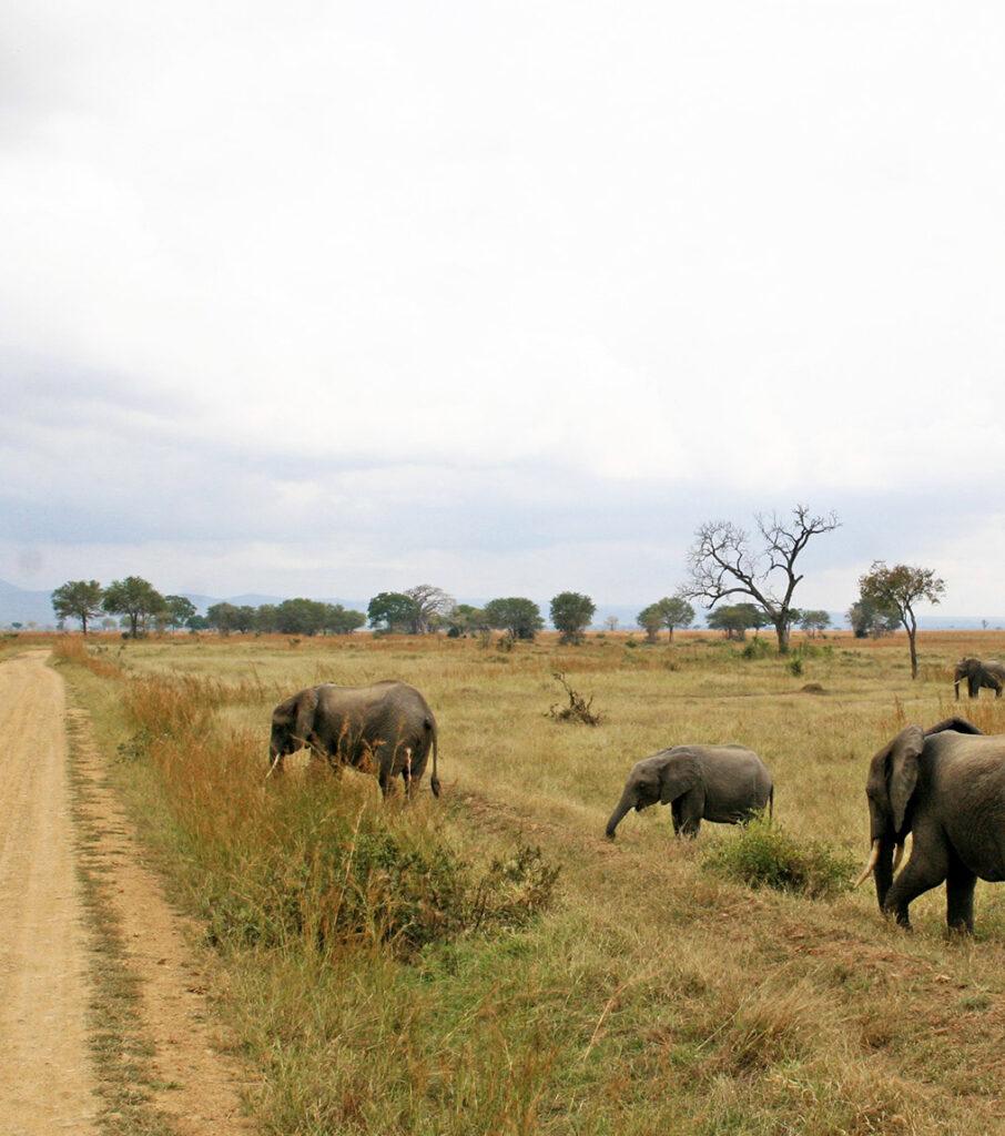 Mikumi National Park in Tanzania: Safaris & Travel Guide