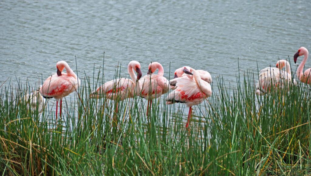 Arusha National Park in Tanzania: Safaris & Travel Guide