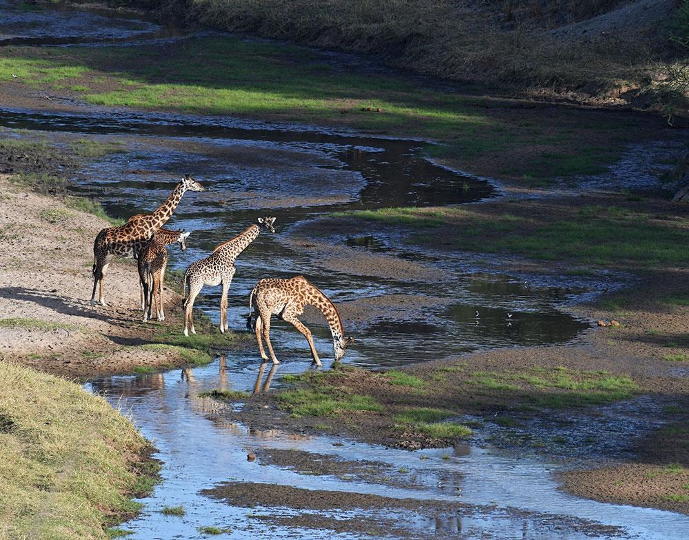 Private Tanzania Safari | Tanzania-Experience