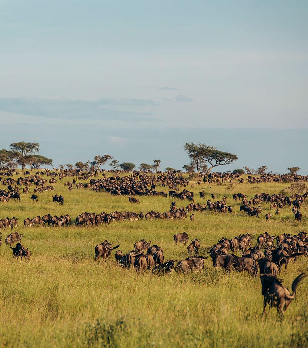 Tanzania Migration Safaris: Follow the Great Wildebeest Herds ...