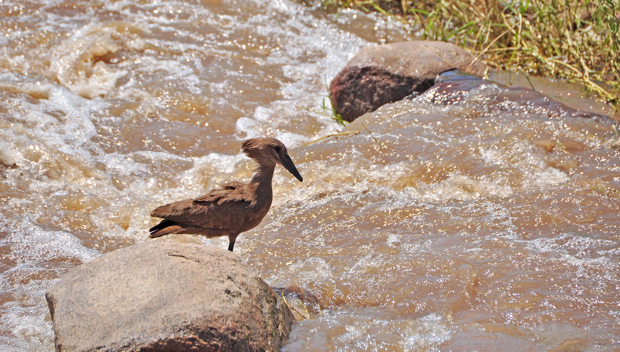 Birding Safaris in Tanzania: Bird Watching in the Heart of Africa