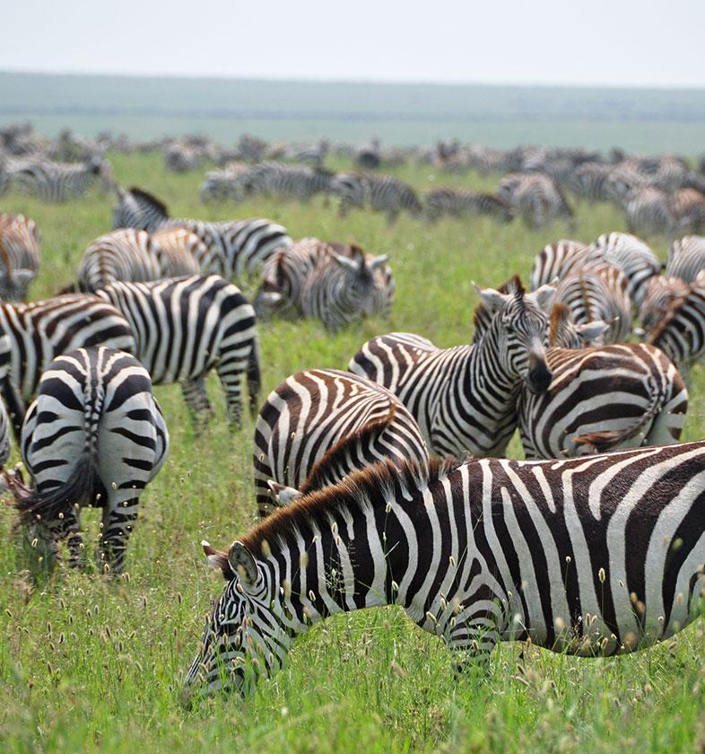 Tanzania Migration Safaris: Follow the Great Wildebeest Herds ...