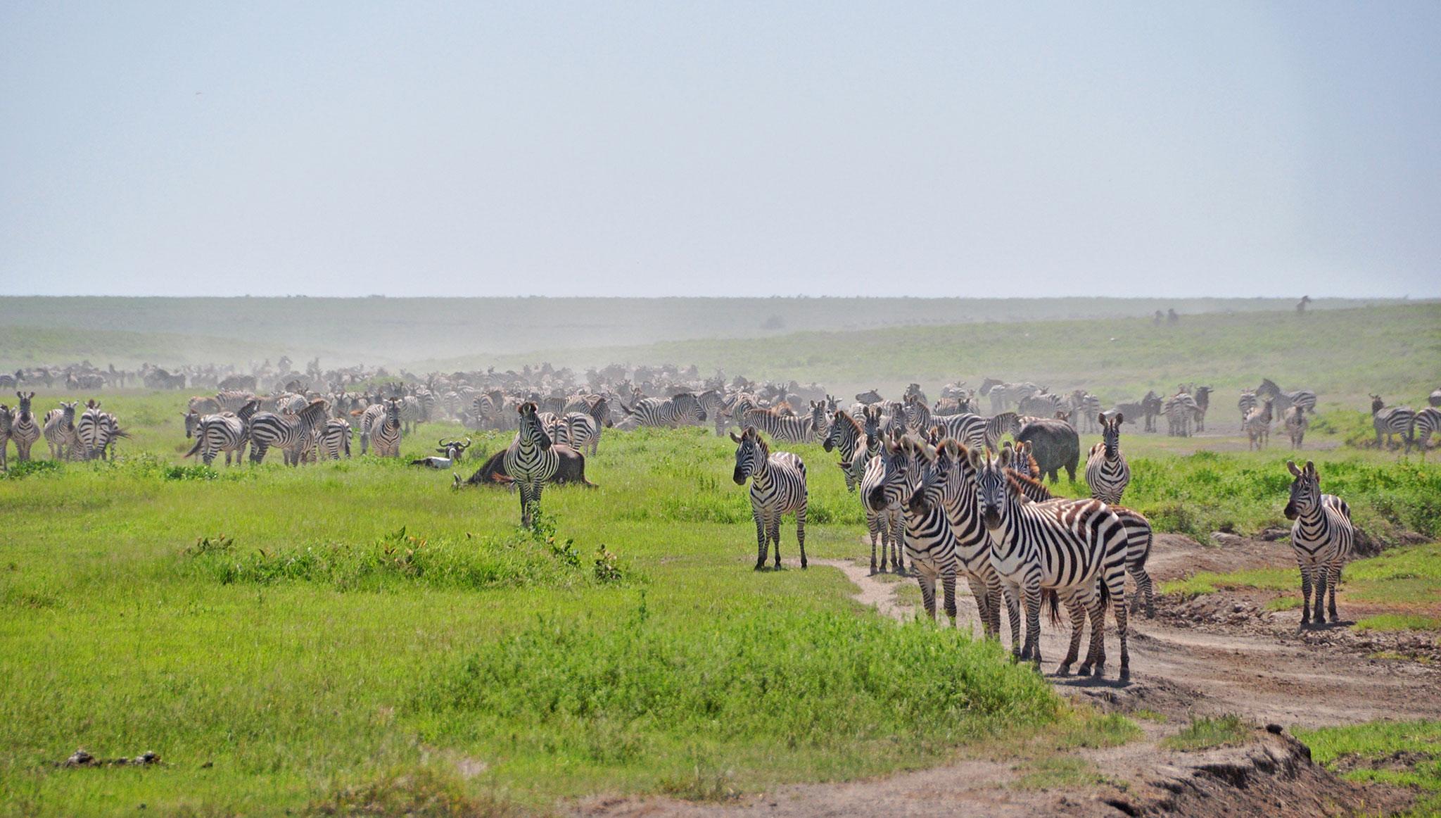Tanzania Migration Safaris: Follow the Great Wildebeest Herds ...
