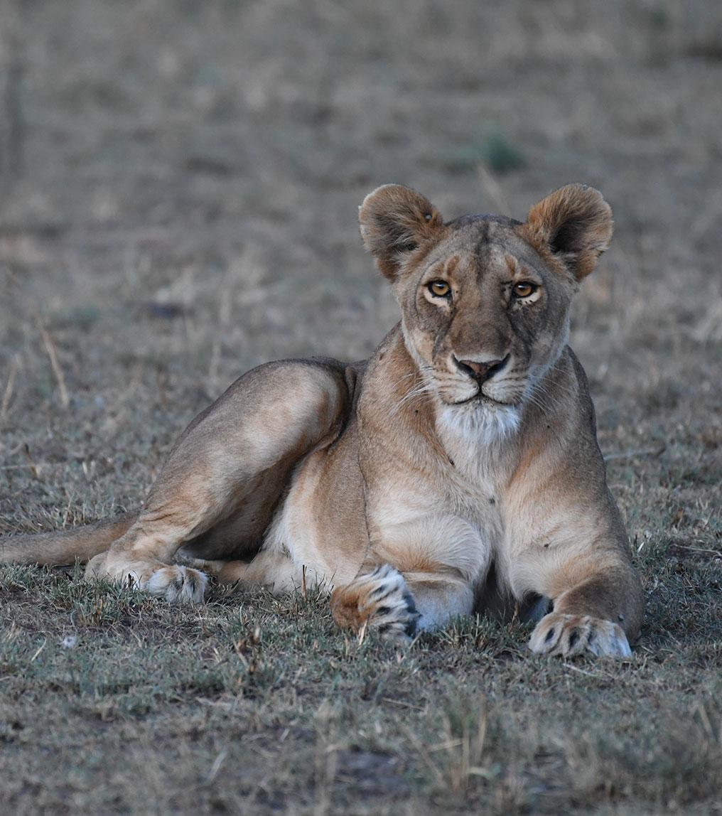 Ngorongoro Crater Conservation Area: Travel Guide & Safaris