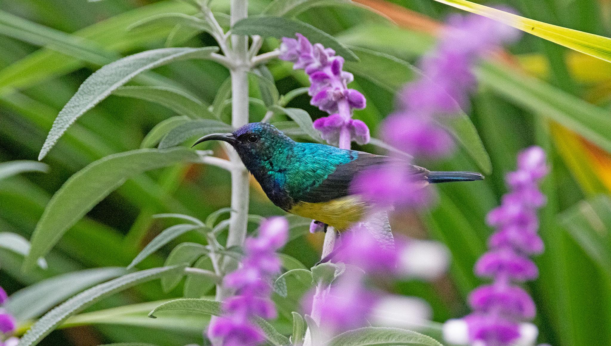 Birding Safaris in Tanzania: Bird Watching in the Heart of Africa