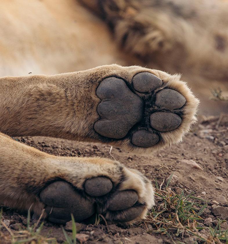 Private Tanzania Safari | Tanzania-Experience