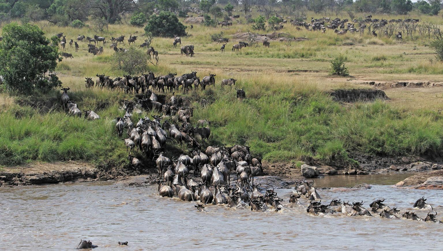 Tanzania Migration Safaris: Follow the Great Wildebeest Herds ...