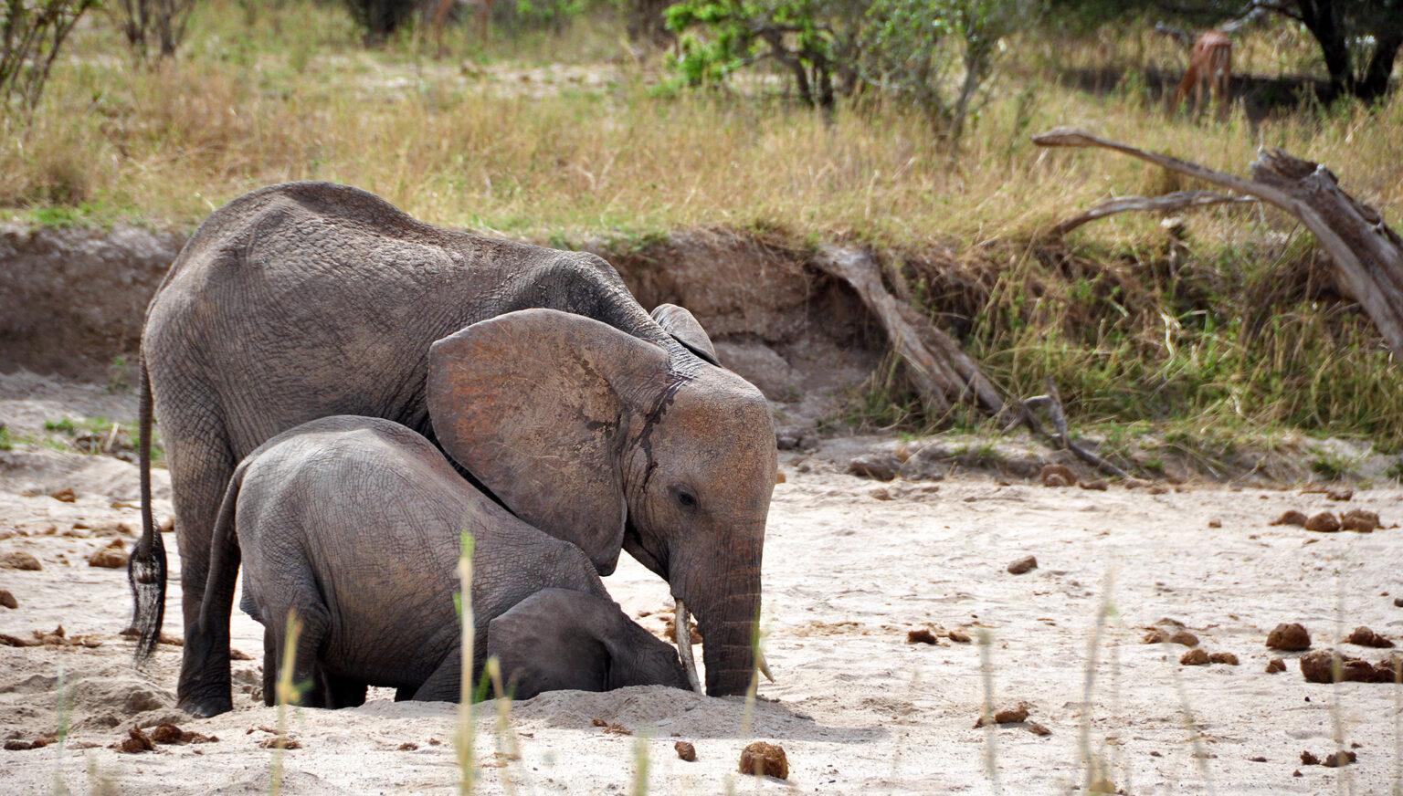 Tarangire National Park Travel Guide & Safari Tours