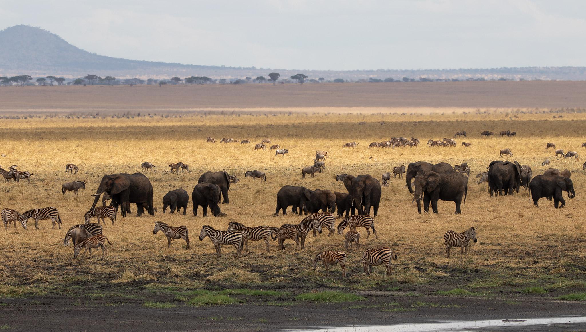 Tarangire National Park Travel Guide & Safari Tours