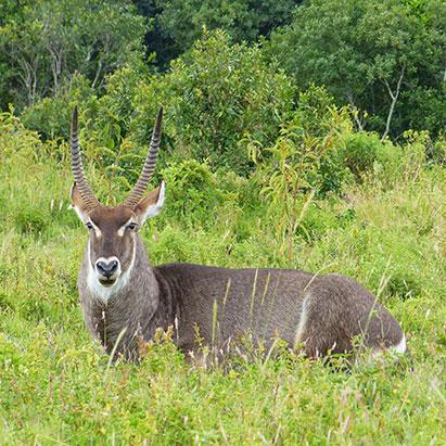 Arusha National Park in Tanzania: Safaris & Travel Guide