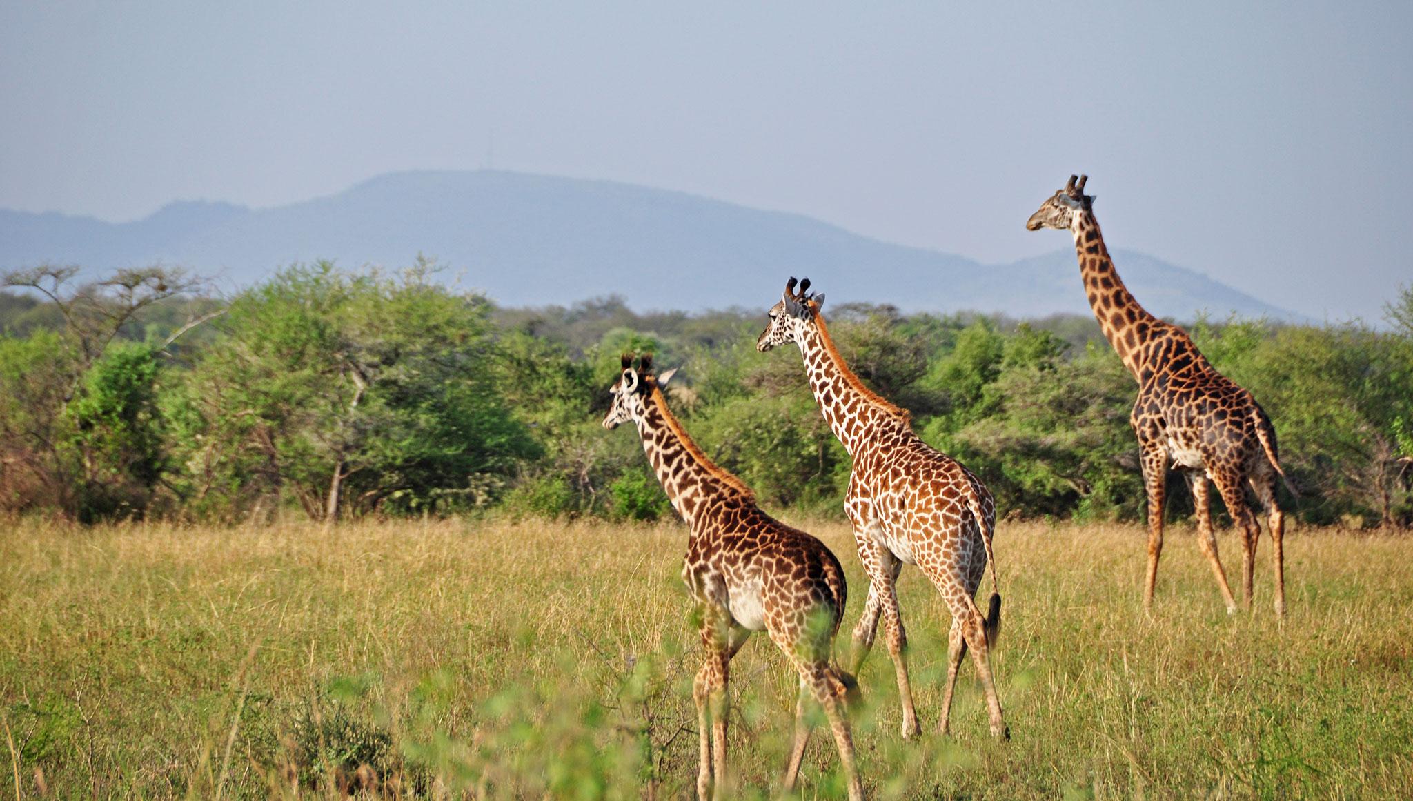 Tanzania Animals - The Wildlife and Birds of Tanzania