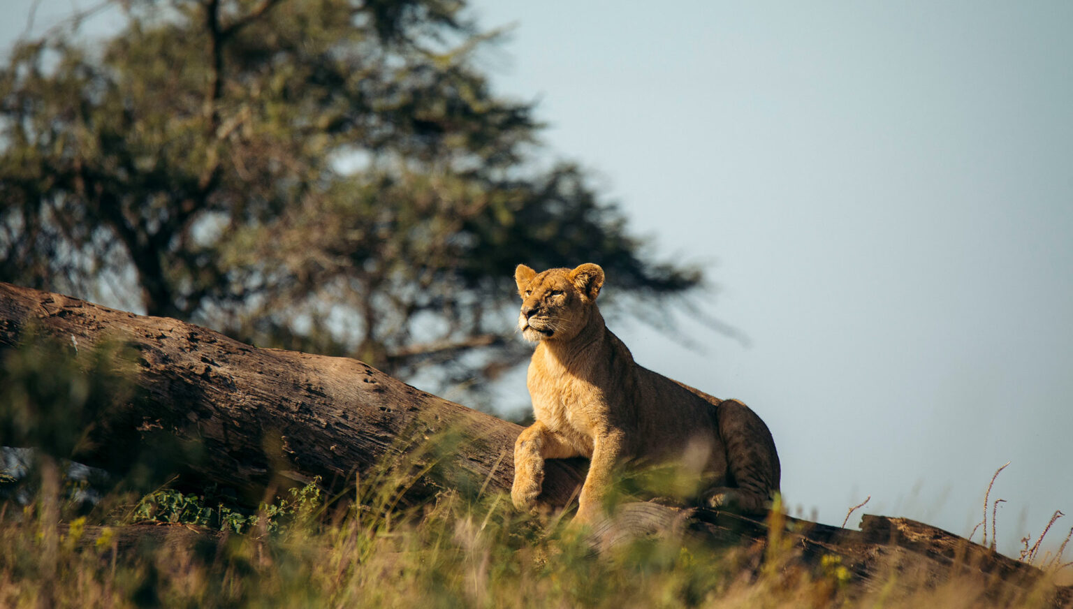 Tanzania Animals - The Wildlife and Birds of Tanzania