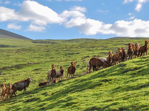 Lamb or Mutton – not easily found at local restaurants | Tanzania ...