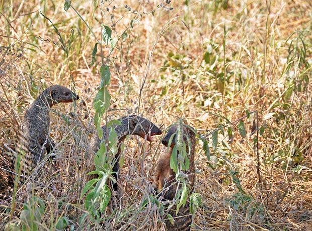 The banded Mongoose | Tanzania-Experience