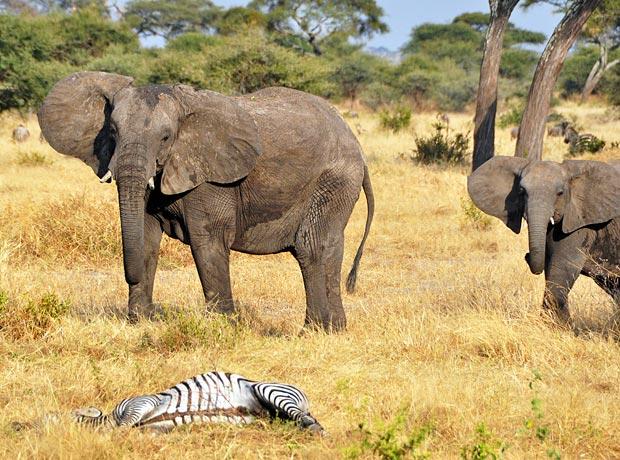 A herd of elephants and the dying zebra | Tanzania-Experience
