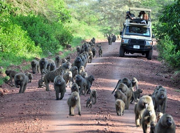 Lake Manyara safari: what to see in Lake Manyara National Park ...