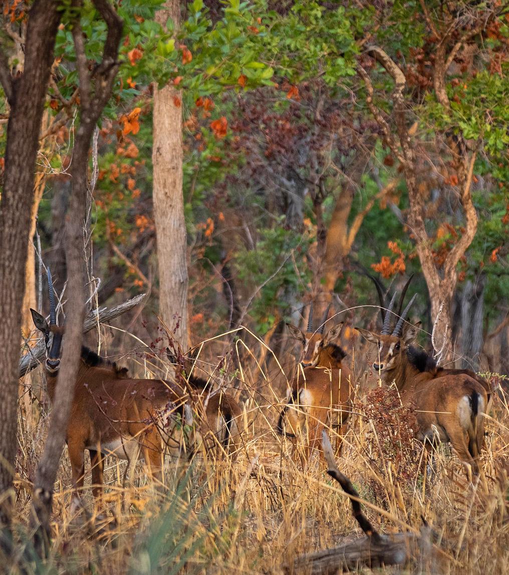 Katavi National Park in Tanzania: Safaris & Travel Guide