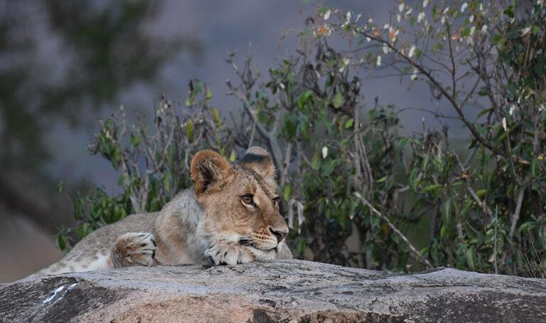 Tanzania Safaris - Journeys of a lifetime | Tanzania-Experience