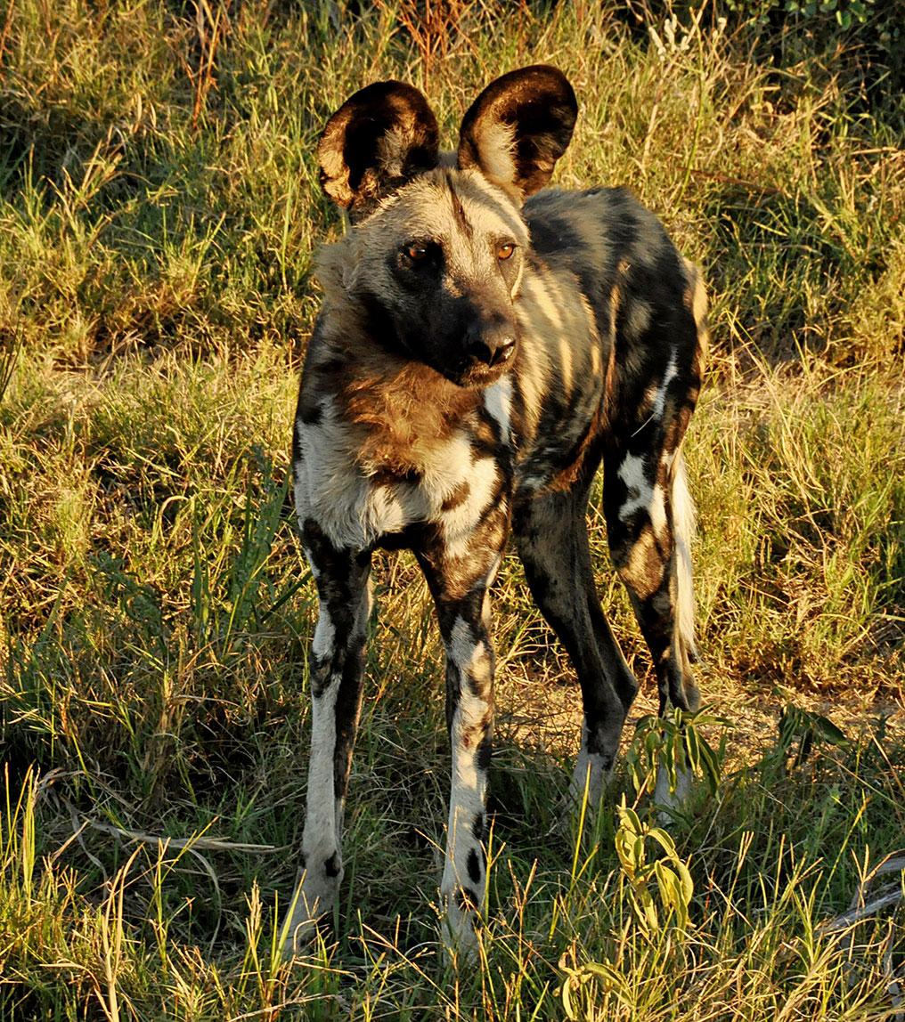 Mkomazi National Park in Tanzania: Safaris & Travel Guide