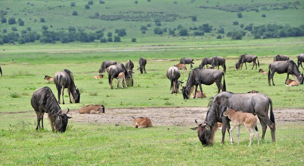 Tanzania in January: Weather, Going on Safari, Prices & More