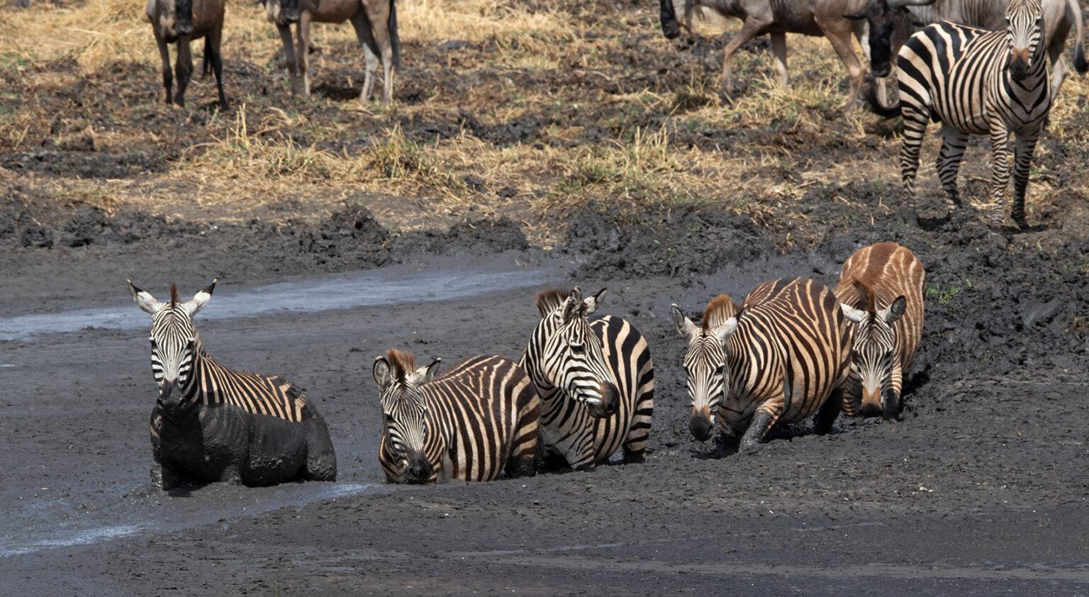 Best time to visit Tarangire National Park