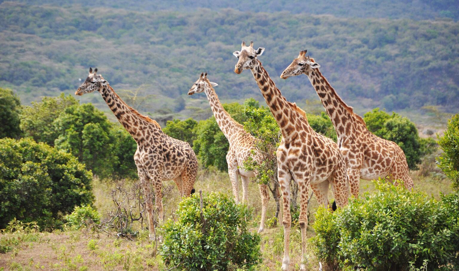 Tanzania in February – all you need to know for your trip