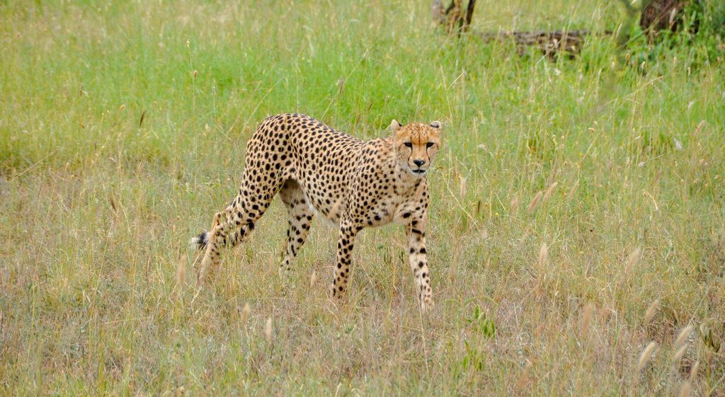 Which animals can you see in the Serengeti National Park?
