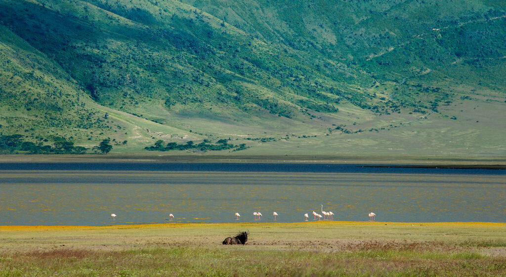 Which animals can you see in the Ngorongoro Crater?