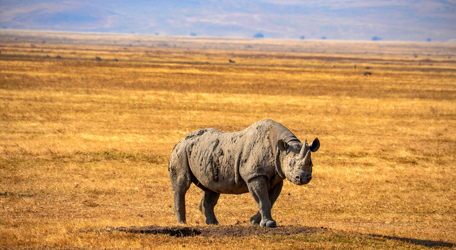 Which animals can you see in the Ngorongoro Crater?
