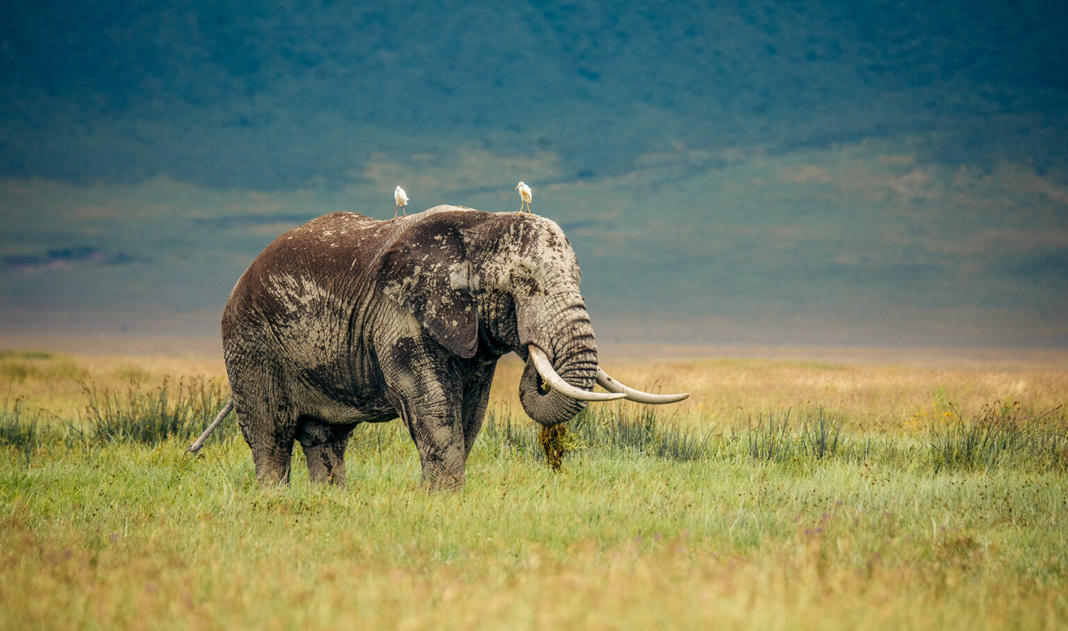 Which animals can you see in the Ngorongoro Crater?