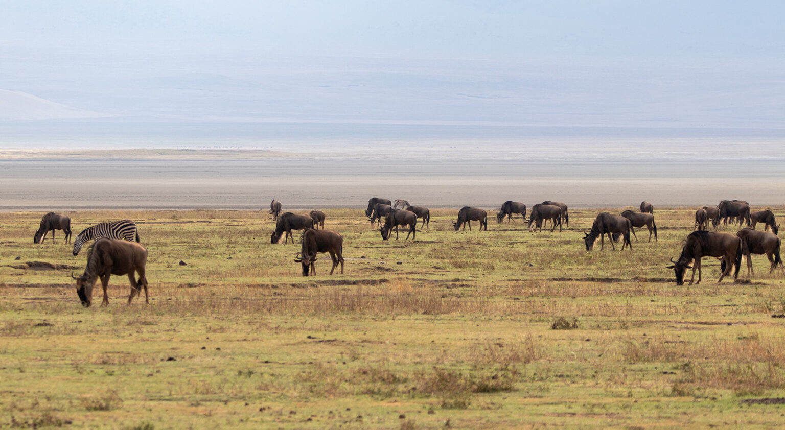 Which animals can you see in the Ngorongoro Crater?