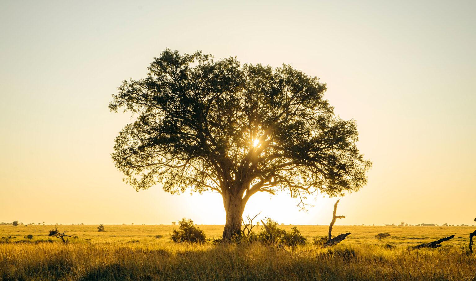 The Toothbrush Tree | Tanzania-Experience
