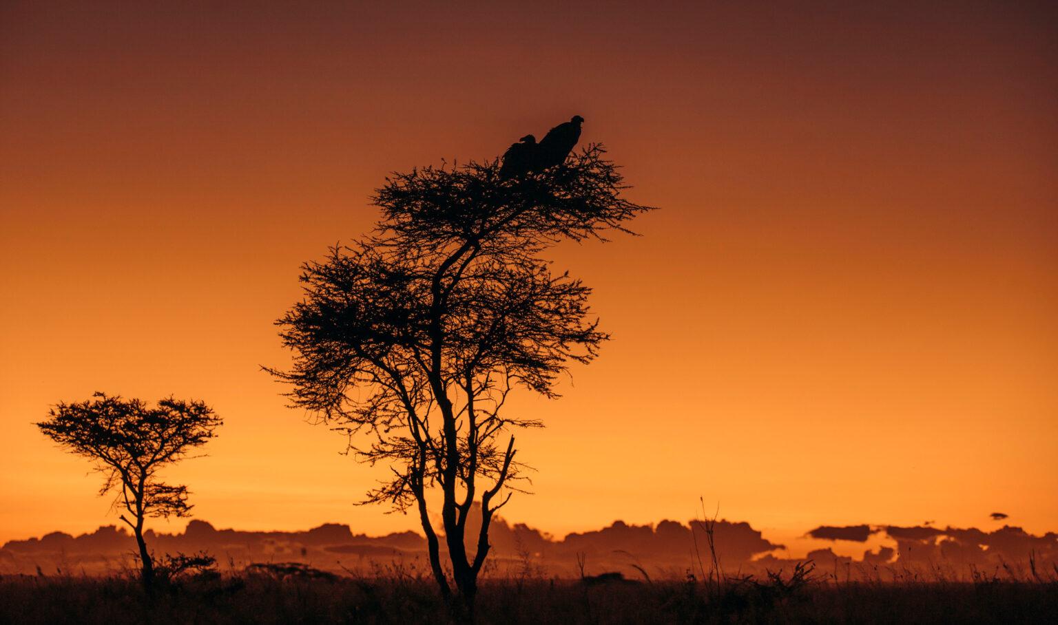 The Toothbrush Tree | Tanzania-Experience